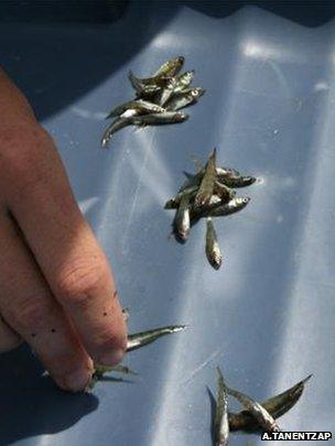 Study: Deforestation leaves fish undersized and underfed - BBC News