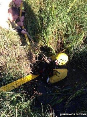 Cow rescued from culvert at Malehurst Farm, Minsterley - BBC News