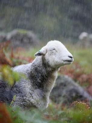 Your pictures: Rain - BBC News