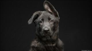 En fotos: la belleza de los perros negros - BBC News Mundo