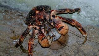 Conheça o ‘ladrão-de-coco’, o maior artrópode terrestre - BBC News Brasil