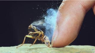 Los animales más apestosos del mundo - BBC News Mundo