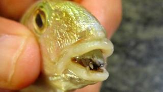 Ocho animales que quizás no sabes que son vampiros - BBC News Mundo