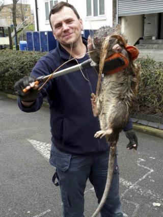 Tikus-tikus terbesar di dunia - BBC News Indonesia