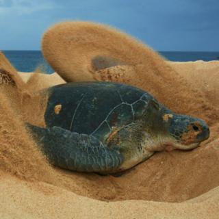 La isla de Darwin en la que nada tiene sentido - BBC News Mundo