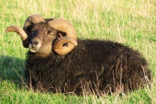 Your pictures of Scotland: 18 - 25 November - BBC News