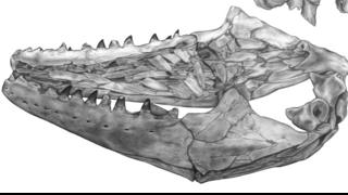 Giant Thalassotitan atrox sea lizard found in Morocco - BBC Newsround