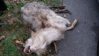 Goat found dead with tongue cut out dumped in Bursledon - BBC News