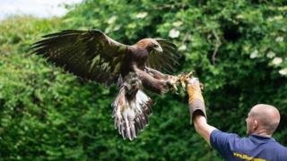 Missing Ringwood golden eagle blown away by strong winds - BBC News