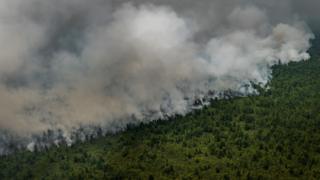 Forest fires: Are they worse than in previous years? - BBC News