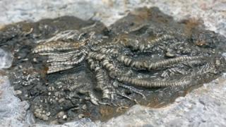 Colossal pliosaur sea monster skull on display in Dorset - BBC News