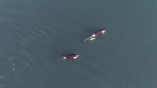 Baby orca, Toa, dies in New Zealand after failed search for mother ...