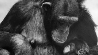 'Much-loved' chimpanzee found dead at Twycross Zoo - BBC News
