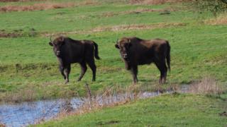 European bison to be introduced into Kent woodland - BBC News
