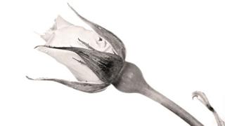 Your pictures: Flowers - BBC News