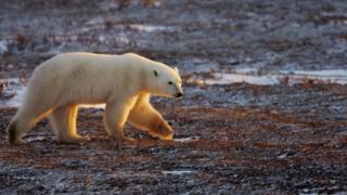 Polar bear video: Is it really the 'face of climate change'? - BBC News