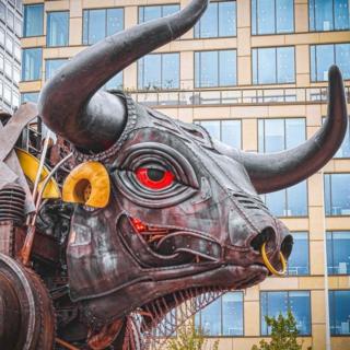 Birmingham bull: Photographers share images on Instagram - BBC News