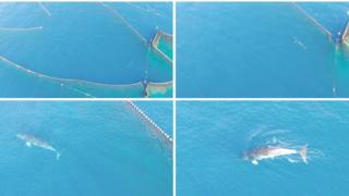 Japan whale hunting: 'By-catch' rule highlighted after minke death ...