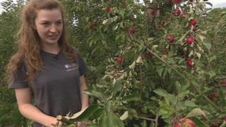 Who was the mysterious gardener Miss Harrison? - BBC News