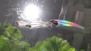 Ghost catfish: See-through fish uses muscles to turn rainbow-coloured ...