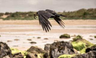 Your pictures of Scotland: 7 - 14 June - BBC News