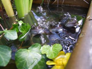 Your pictures of Scotland: 31 March - 7 April - BBC News