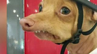 Boo the Pomeranian dog dies 'from a broken heart' - BBC News