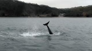 Young sailors from Tenby 'ecstatic' at dolphin encounter - BBC News