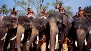 The woman trying to save India's tortured temple elephants - BBC News
