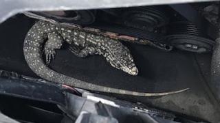Barbados to Rotherham: Lizard's 4,000-mile trip hidden in bra - BBC News