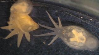 Ancient crayfish and worms may die out together - BBC News