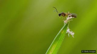 El insecto de 1 milímetro que salvó la economía de un país - BBC News Mundo