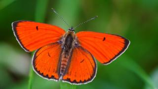 Scientists identify butterflies 'most at risk' from climate change ...