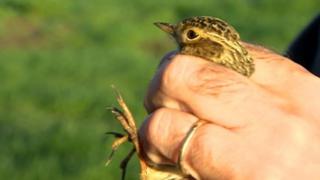 A stunning skylark breakthrough begins in the Midlands - BBC News