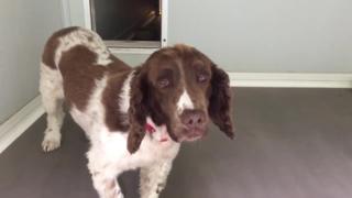 Irthlingborough Nanna animal rescue shelter receiving 'unprecedented ...