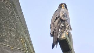 Second Leicester Cathedral peregrine falcon found dead - BBC News