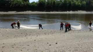 River Thames: Sharks and seahorses found living in waterway - BBC News