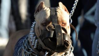 Inside the illegal world of organised dogfighting - BBC News