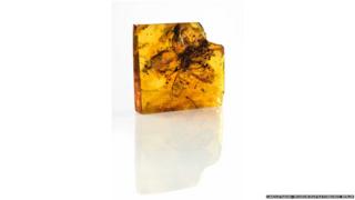 World's largest fossilised amber flower! - BBC Newsround