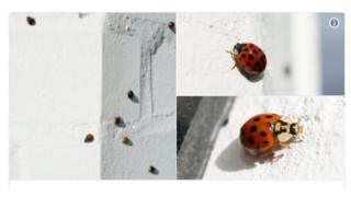 Have you had a Ladybird invasion? - BBC Newsround