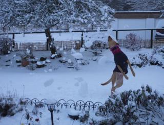 Pictures of animals in the Scottish snow - BBC News