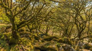 UK conservation: Wildlife-rich rainforest to be planted in Devon - BBC ...