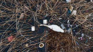 Nature loss: Watchdog highlights 'precarious state' of environment ...