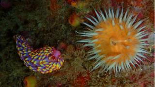 Rare sea slug thought to be first for UK waters - BBC News