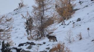 Switzerland's wolves get too close for comfort - BBC News
