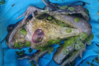 Garden ponds 'playing role' in frog disease spread - BBC News