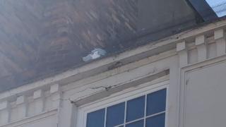Scarborough: RSPCA issues netting warning after rescuing entangled gull ...