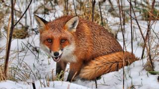 Your pictures of Scotland: 8 - 15 February - BBC News