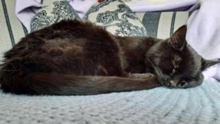 Cats Protection helps old cat find new home in Swindon - BBC News