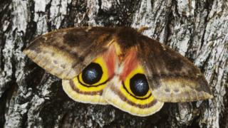 Rosy Maple Moth: The milkshake moth and other winged beauties - BBC ...